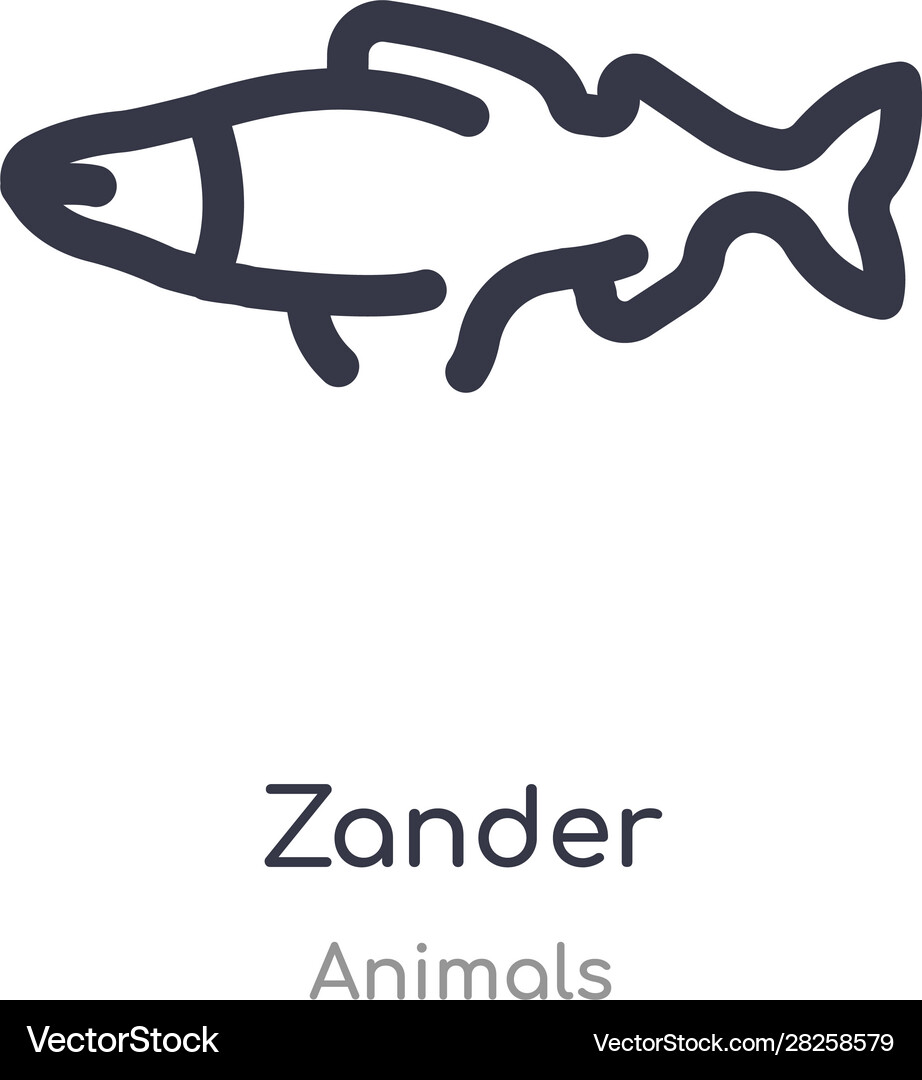 Zander outline icon isolated line from animals Vector Image