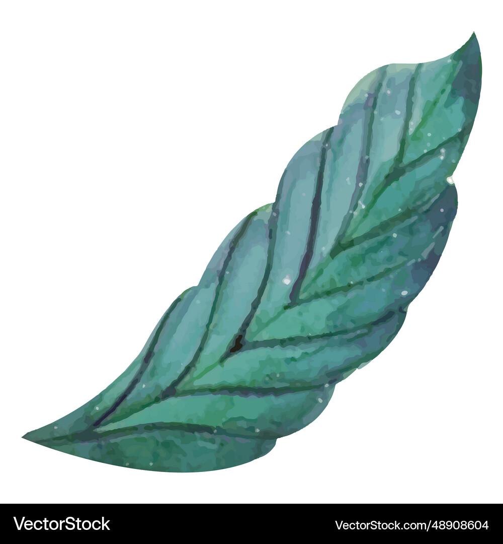 Long leaf watercolor Royalty Free Vector Image