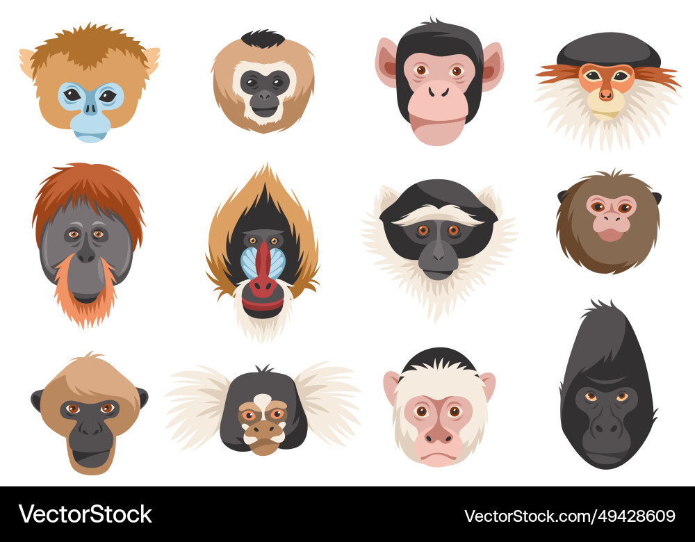 Monkeys heads different breeds primates portraits Vector Image