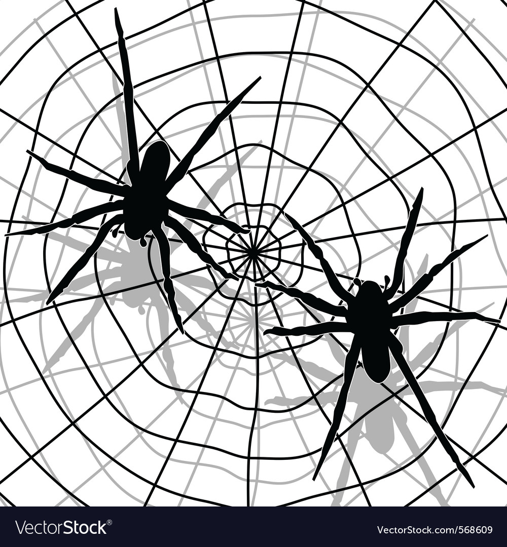 Spider network Royalty Free Vector Image - VectorStock