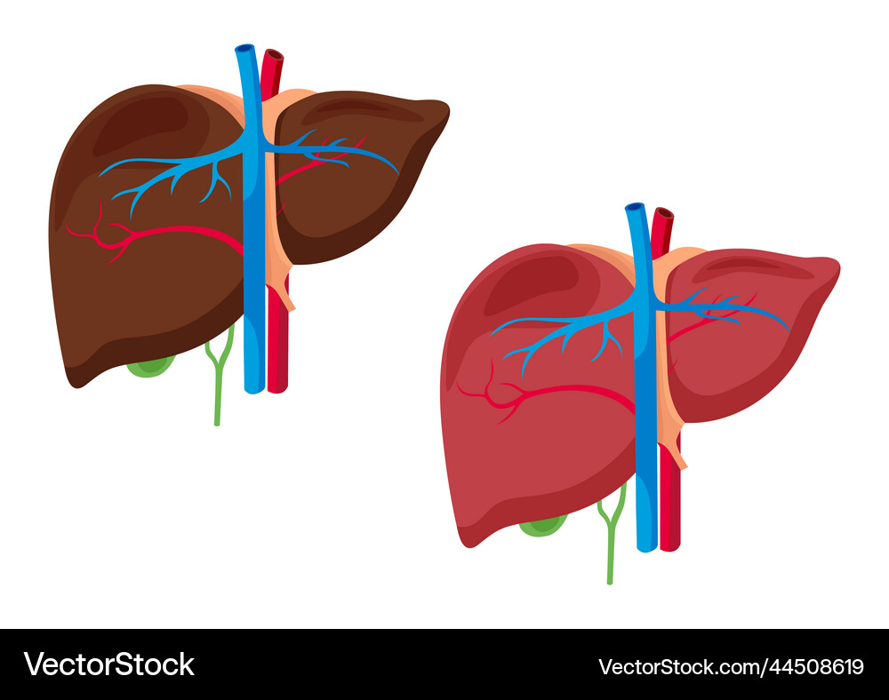 Liver anatomy structure organ isolated Royalty Free Vector