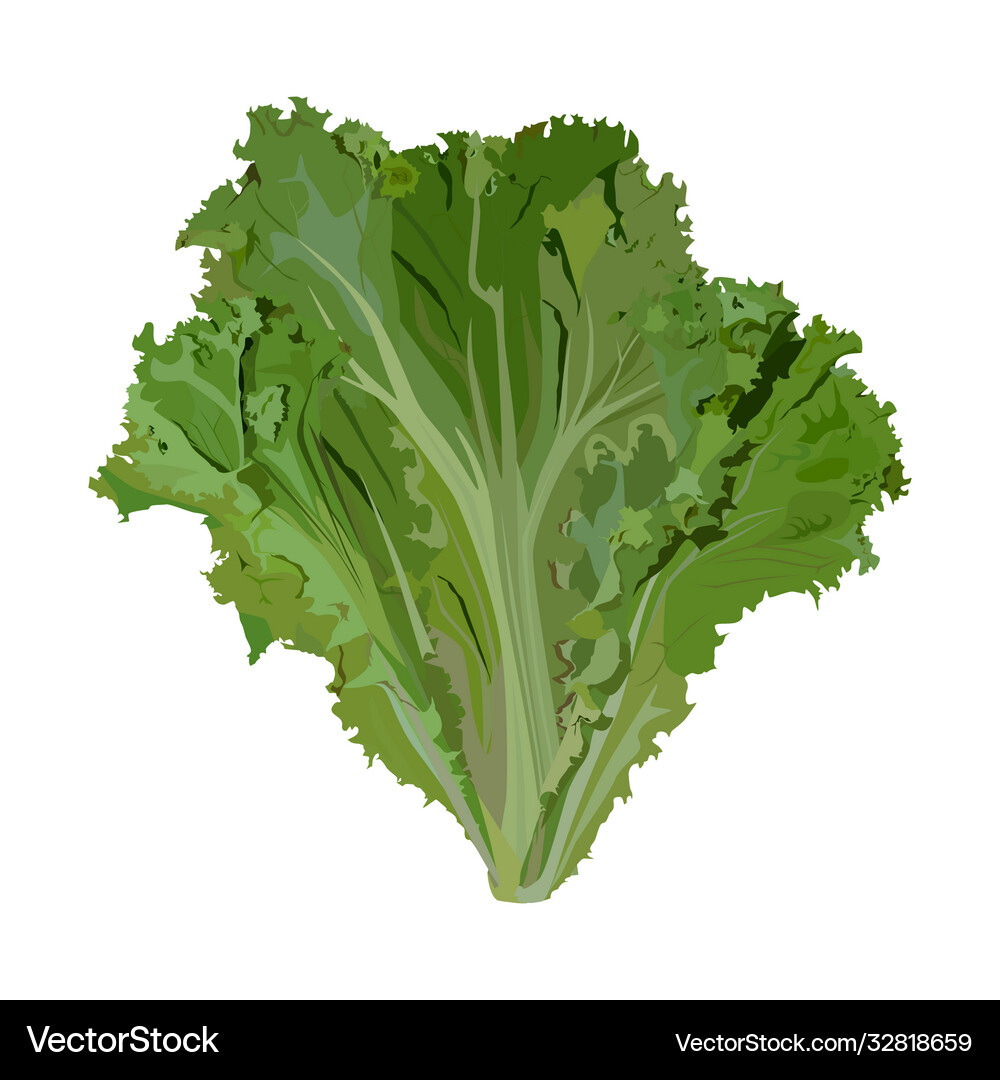 Fresh green leaf lettuce Royalty Free Vector Image