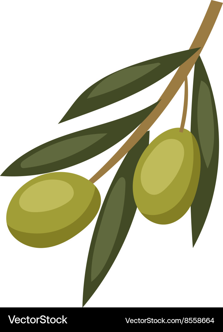 Olive branch with green olives on a white Vector Image