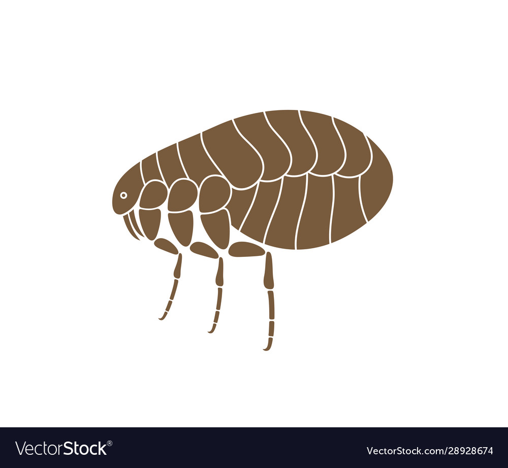 Flea Royalty Free Vector Image - VectorStock