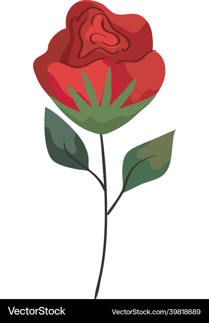 Red rose flower Royalty Free Vector Image - VectorStock