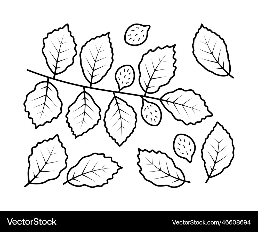 Line drawing of beech branch Royalty Free Vector Image
