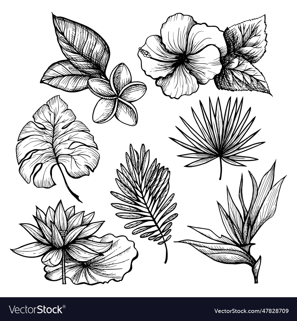 Tropical Leaves Set Leaves Set Royalty Free Vector Image