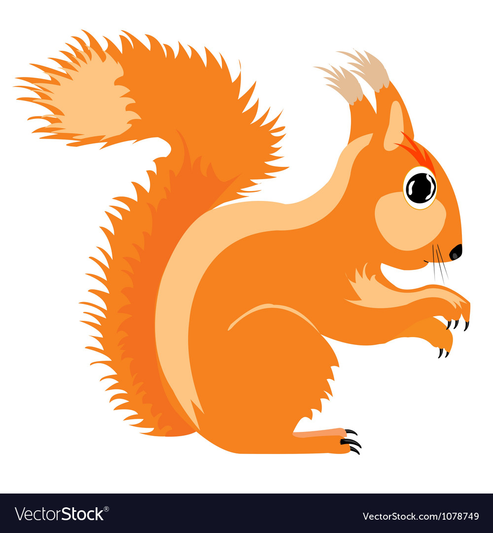 Squirrel Royalty Free Vector Image - VectorStock