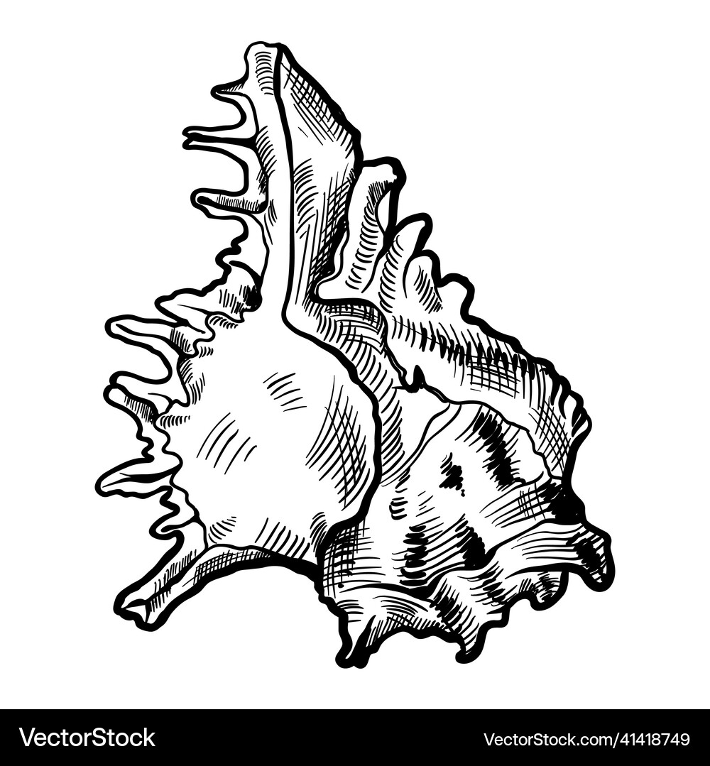 Stylized of shell marine fauna Royalty Free Vector Image