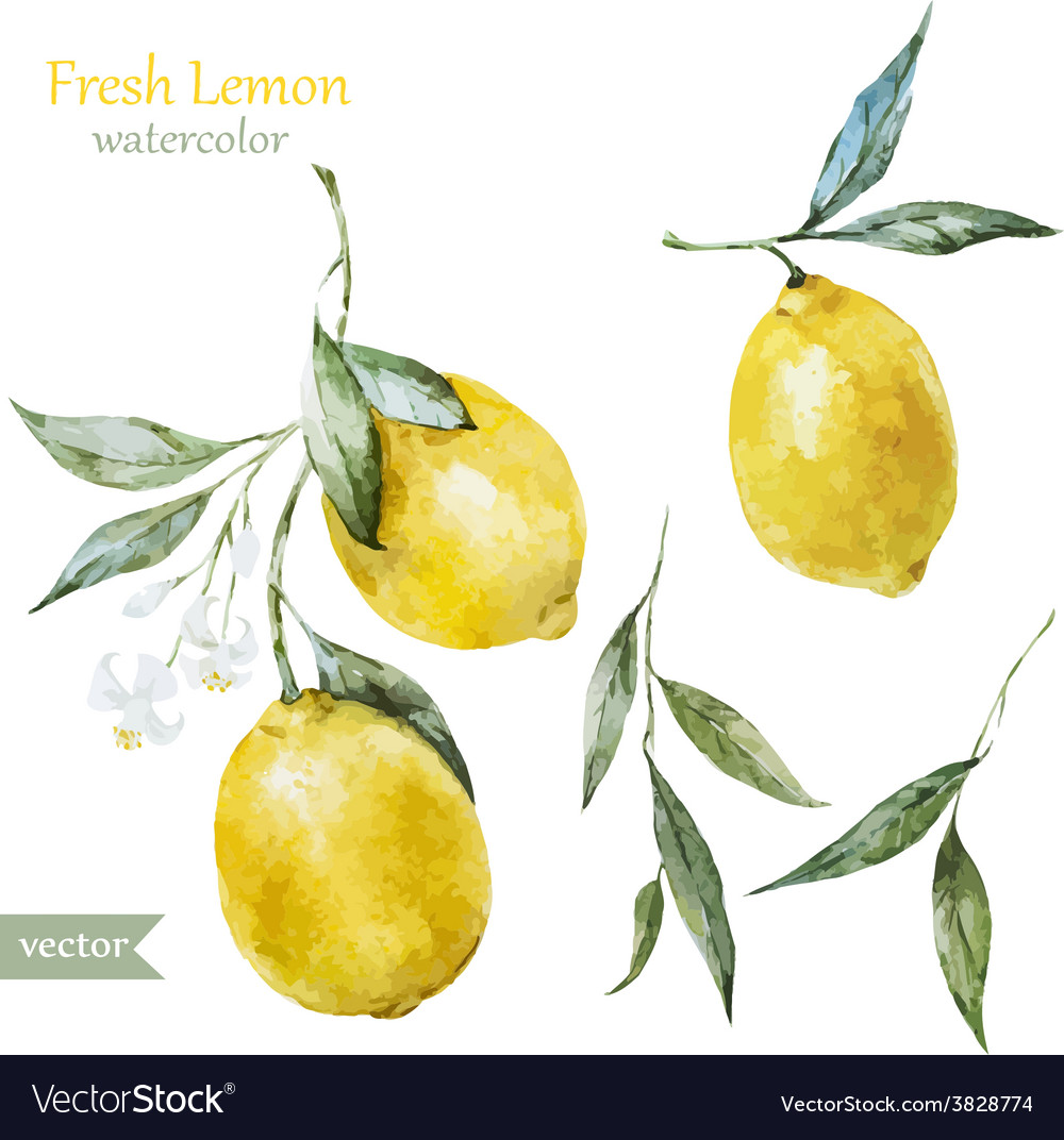 Lemon pattern Royalty Free Vector Image - VectorStock