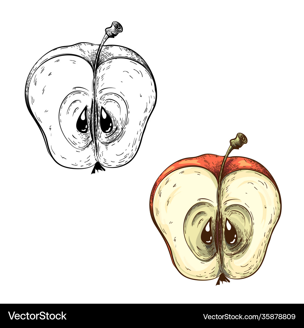 Hand drawn half apple vintage engraved style Vector Image