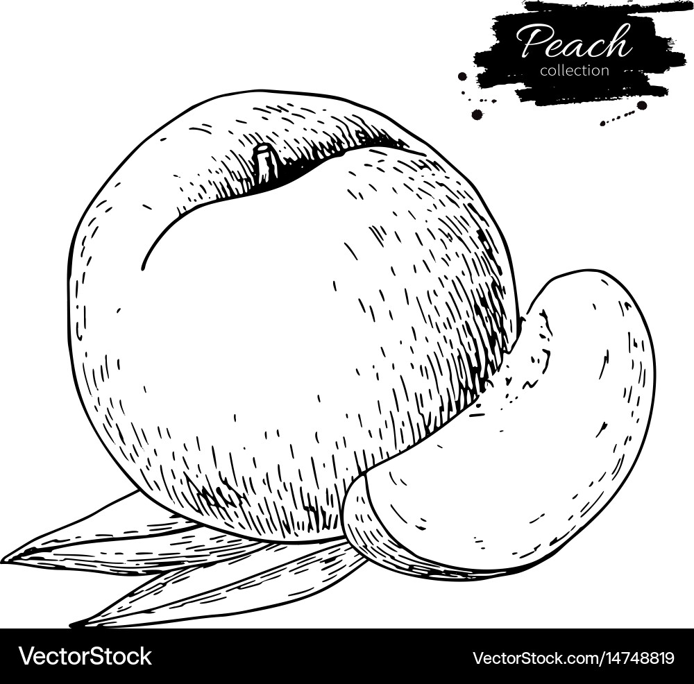 Peach drawing isolated hand drawn peach Royalty Free Vector