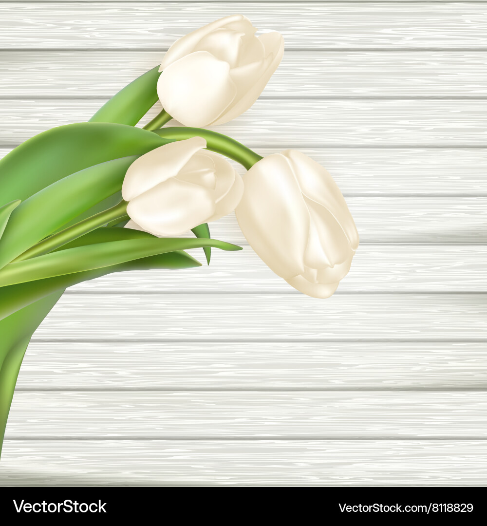 Bouquet white tulips eps 10 Royalty Free Vector Image