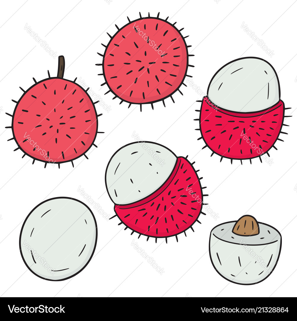 Set of rambutan Royalty Free Vector Image - VectorStock