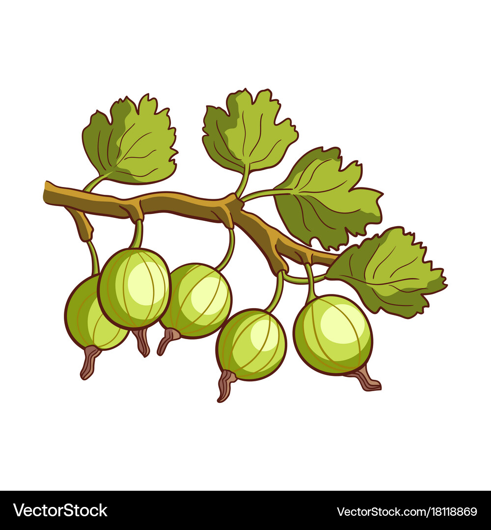 Gooseberry isolated on white Royalty Free Vector Image