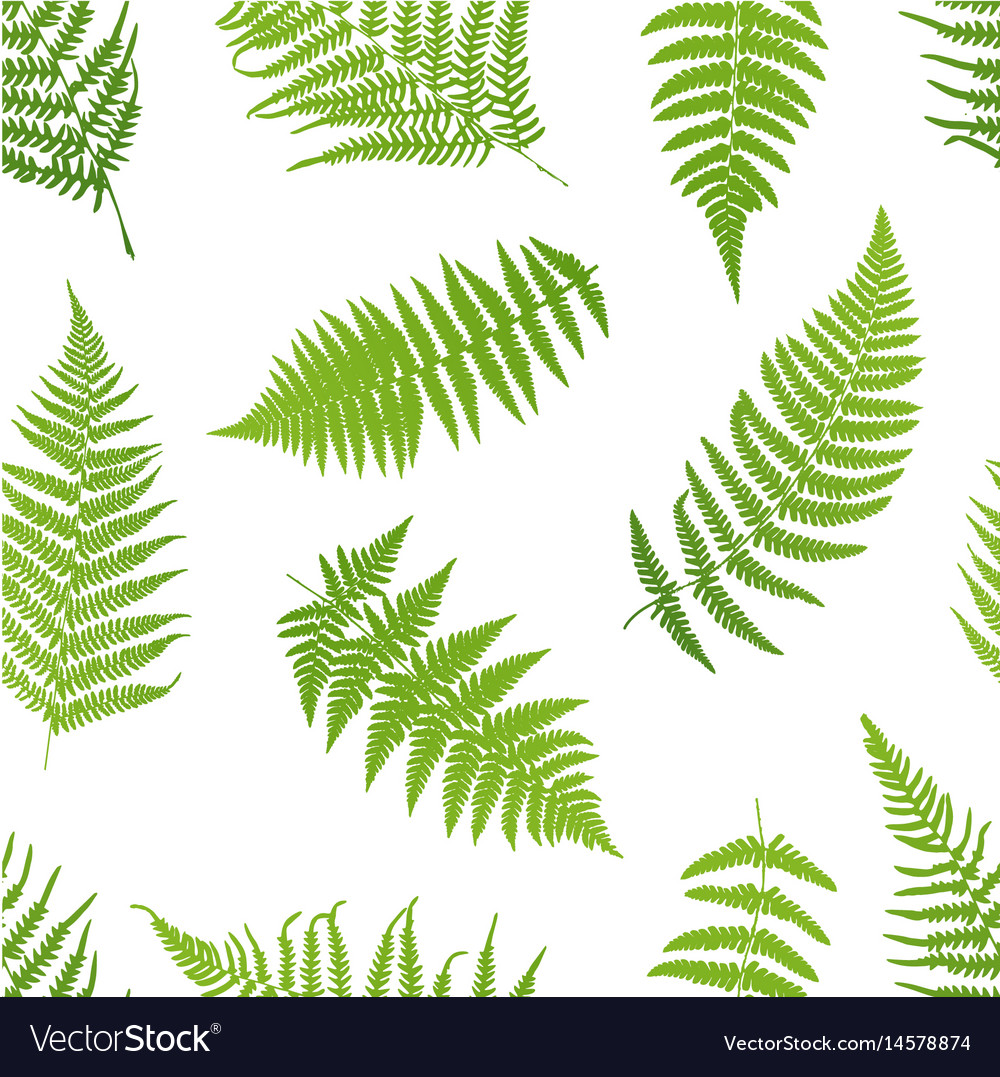 Fern seamless pattern Royalty Free Vector Image