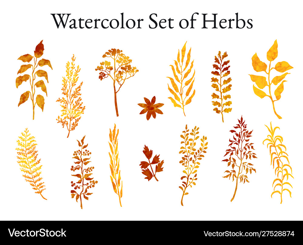 Set herbs plants and flowers Royalty Free Vector Image