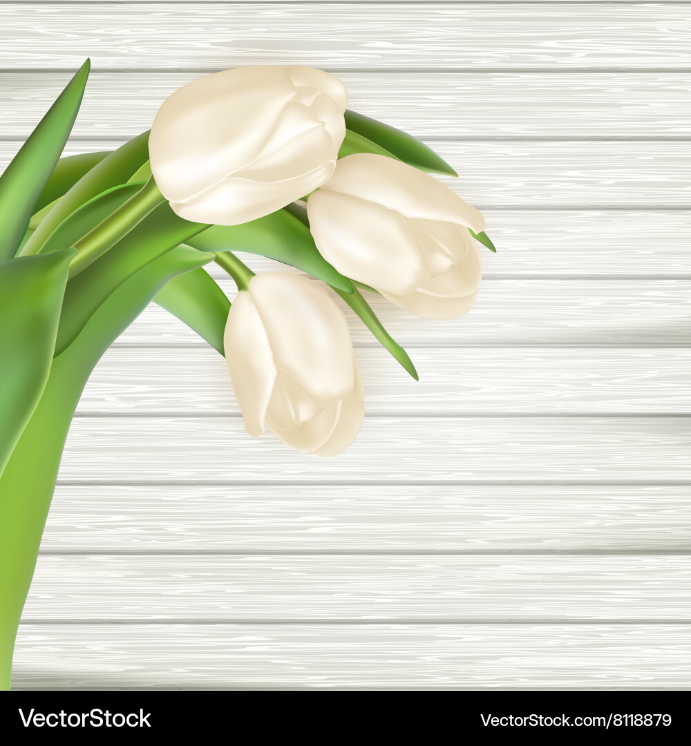 Bouquet white tulips eps 10 Royalty Free Vector Image