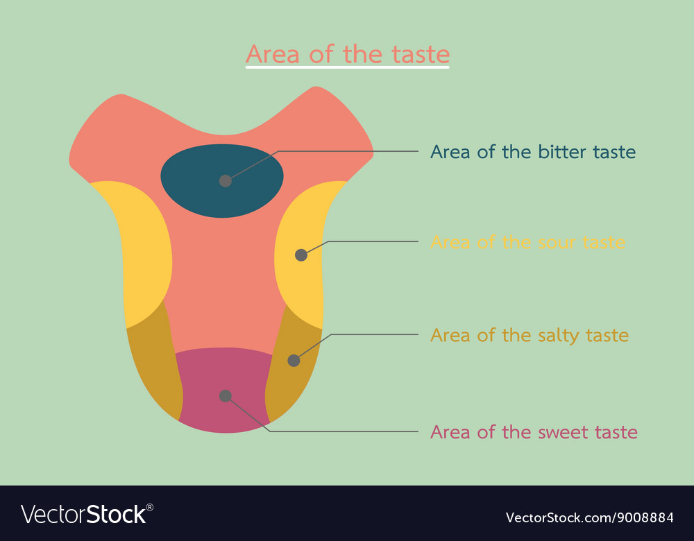Basic taste Royalty Free Vector Image - VectorStock