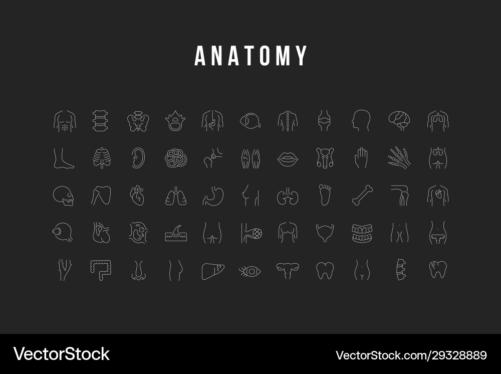 Set line icons anatomy Royalty Free Vector Image