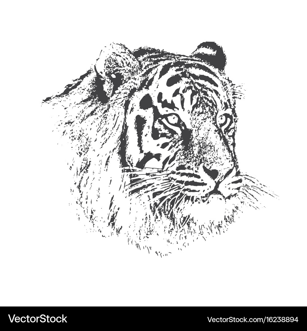 Face of calm tiger Royalty Free Vector Image - VectorStock