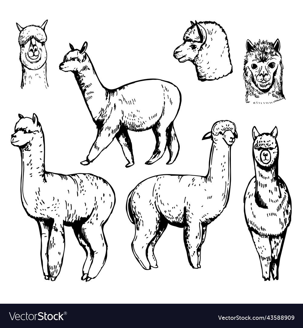 Alpaca sketch Royalty Free Vector Image - VectorStock