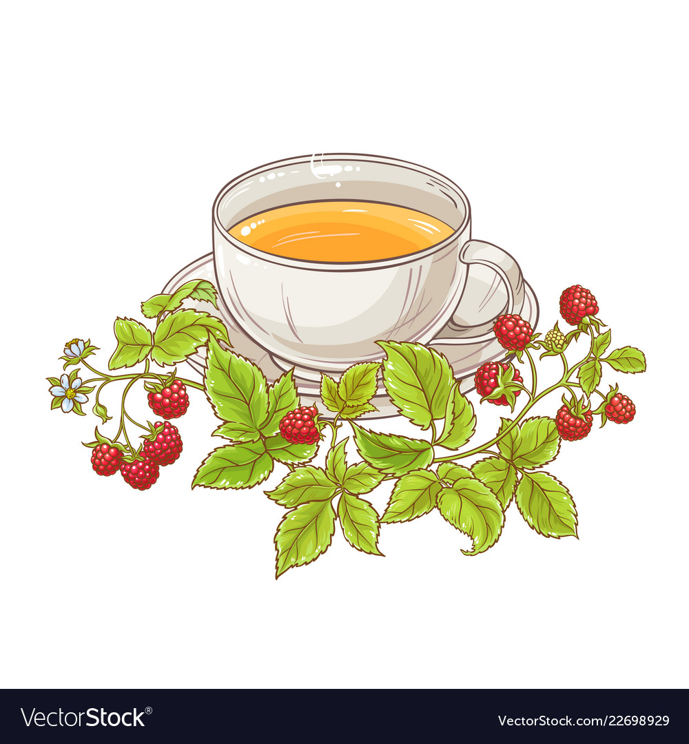 Raspberry tea Royalty Free Vector Image - VectorStock