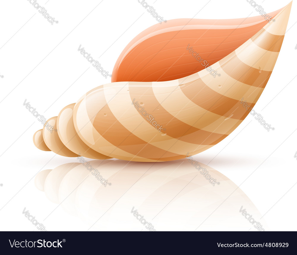 Seashell shellfish isolated Royalty Free Vector Image