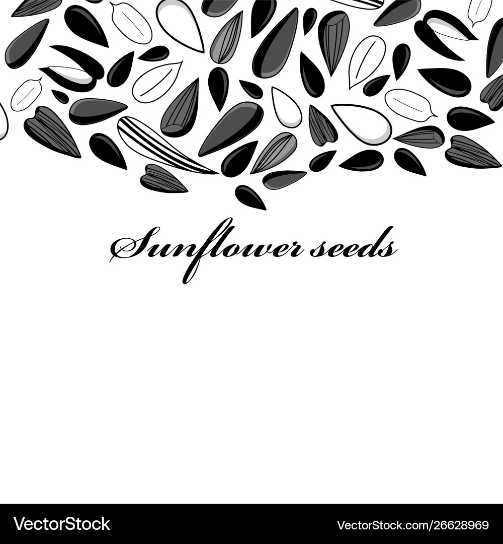 Different black seeds Royalty Free Vector Image