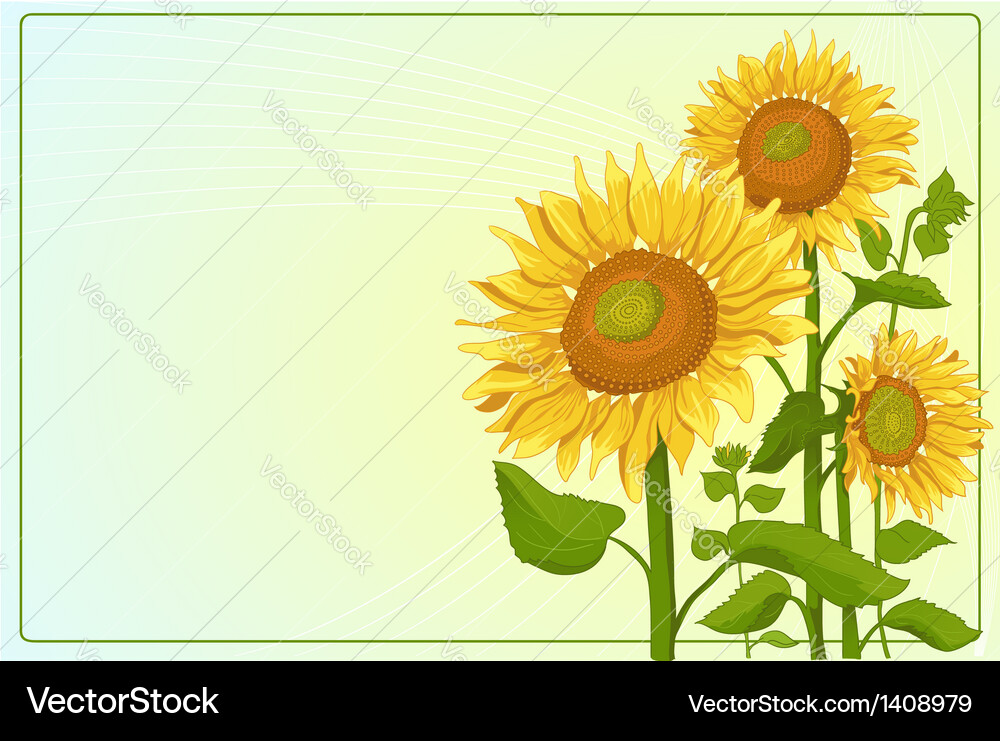 Sunflower Field Background Royalty Free Vector Image