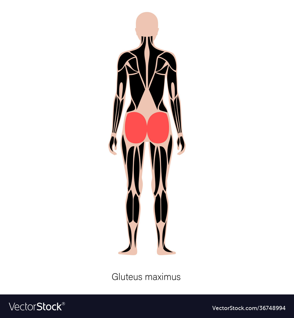 Muscular back structure Royalty Free Vector Image