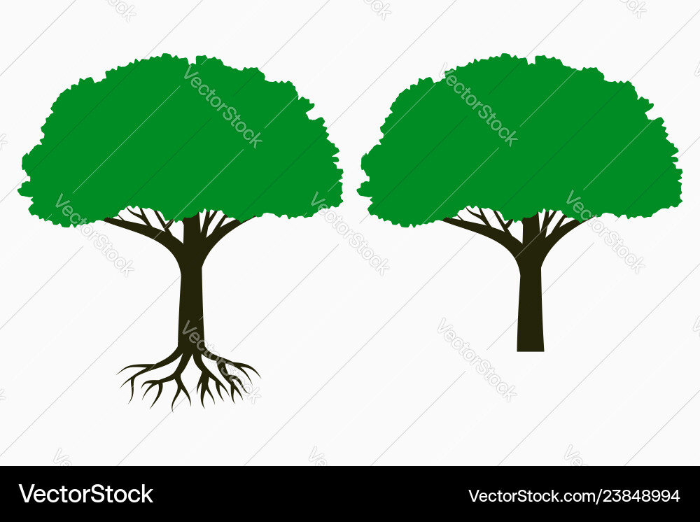 Tree with root and leaf crown Royalty Free Vector Image
