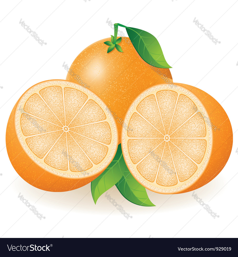 Orange Royalty Free Vector Image - VectorStock