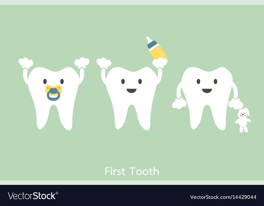 First teeth Royalty Free Vector Image - VectorStock