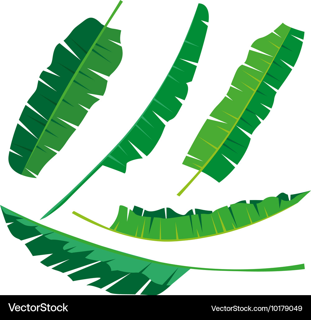 Tropical Banana Leaf Collection Royalty Free Vector Image