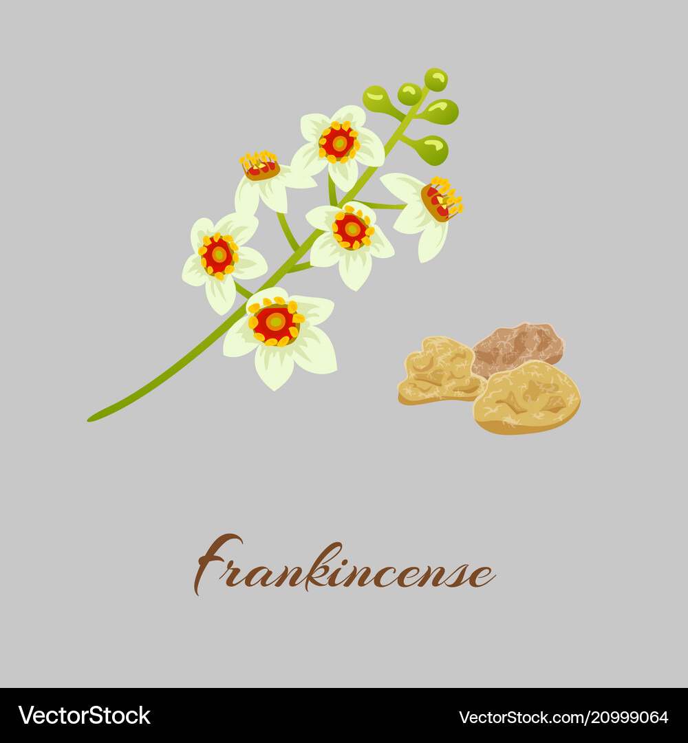 Frankincense Tree Flowers Royalty Free Vector Image