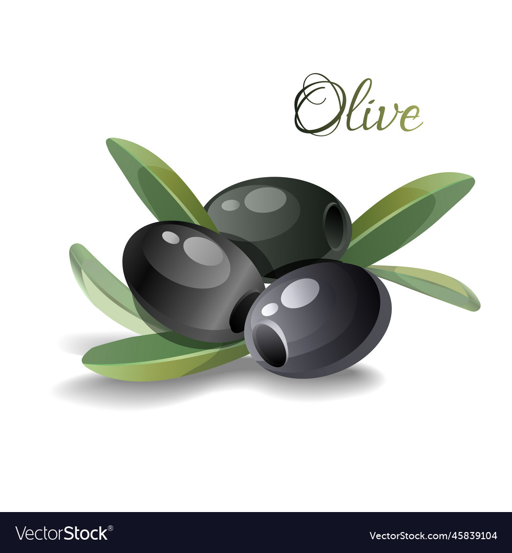Black olives with leaves Royalty Free Vector Image