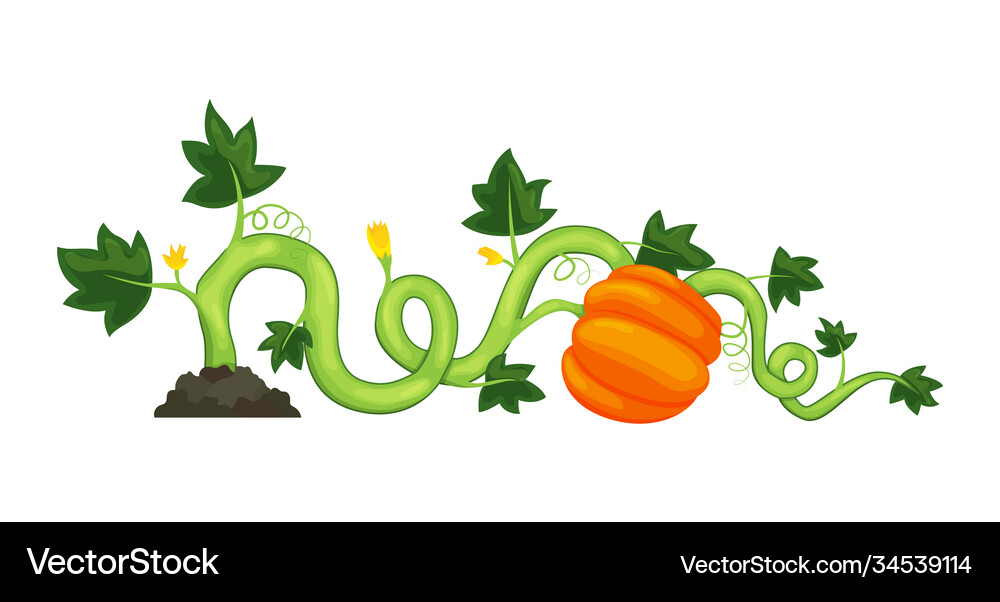 Pumpkin Life Cycle Growth Royalty Free Vector Image