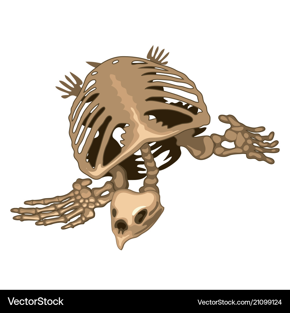 Skeleton a prehistoric turtle isolated on Vector Image