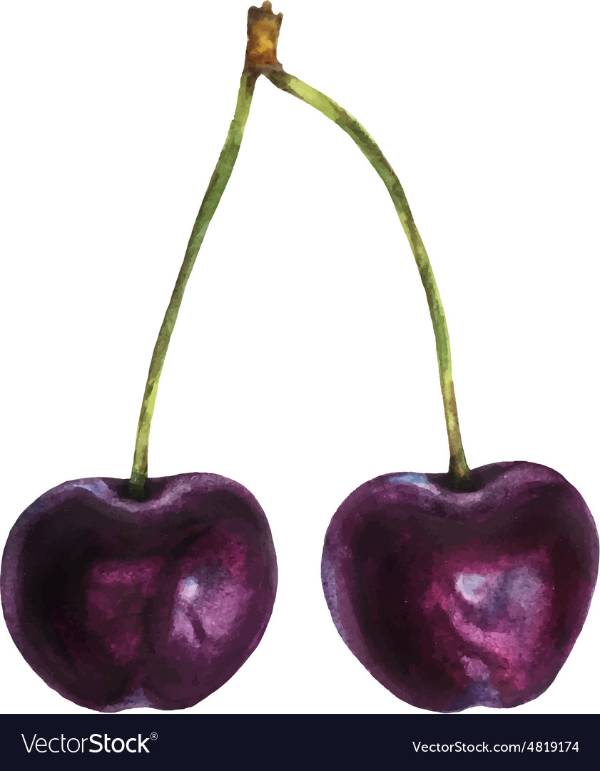 Cherry Royalty Free Vector Image - VectorStock