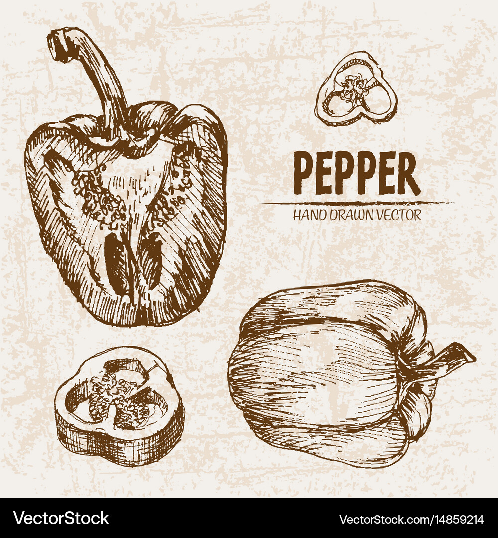 Digital detailed line art pepper vegetable Vector Image