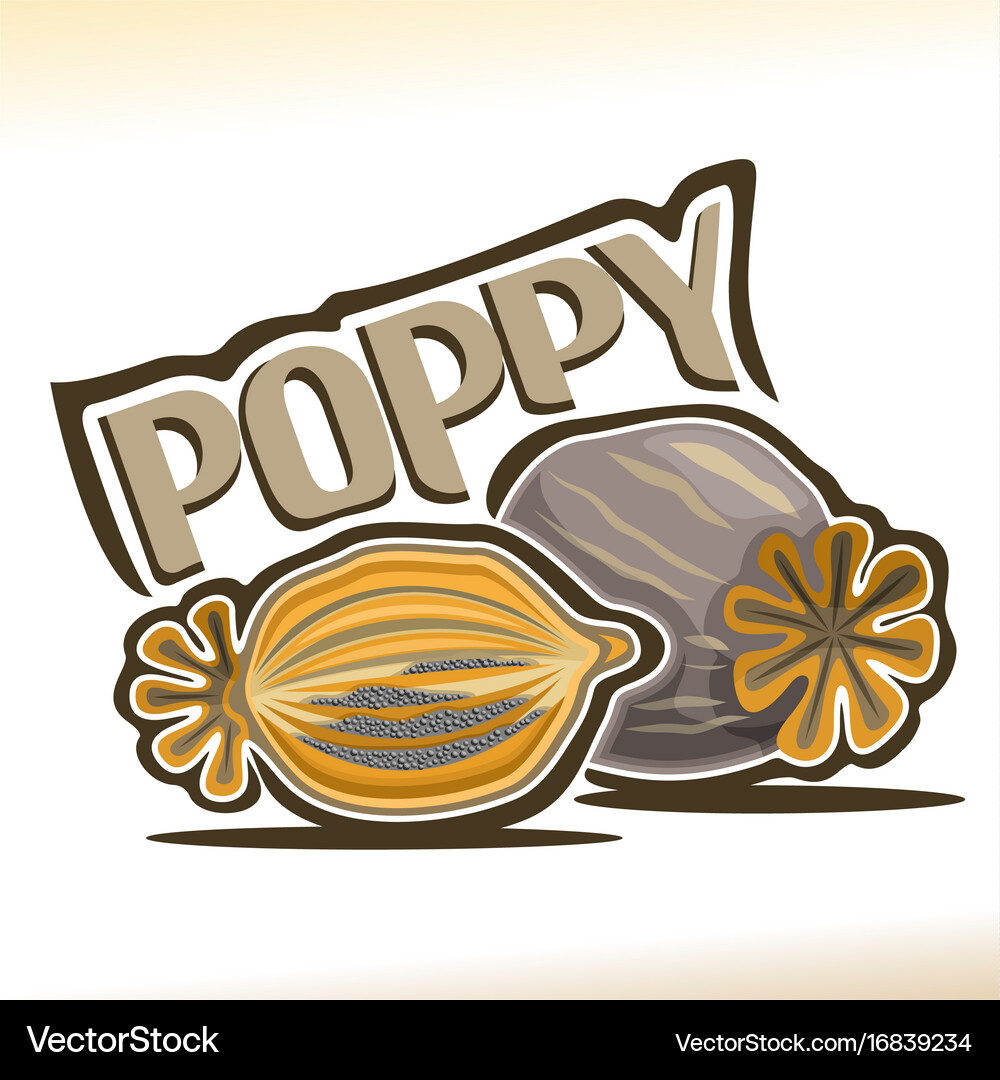 Poppy pod Royalty Free Vector Image - VectorStock