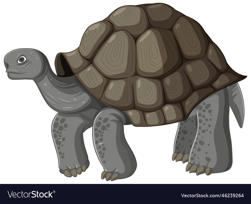Tortoise Standing On The White Background Vector Image