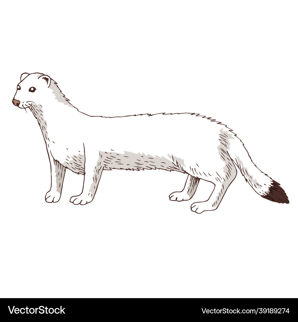 Hand drawn of ermin Royalty Free Vector Image - VectorStock