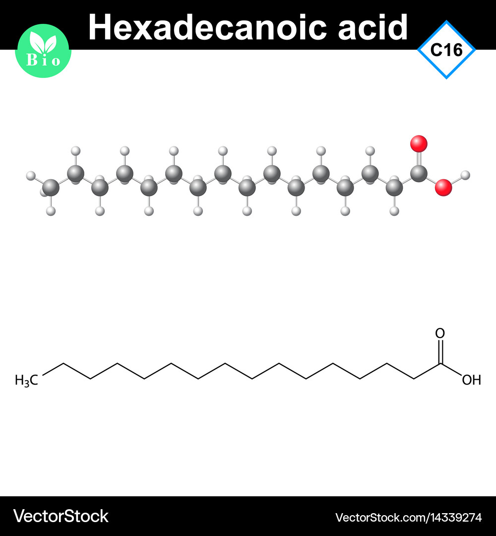 Hexadecanoic acid atomic structure Royalty Free Vector Image