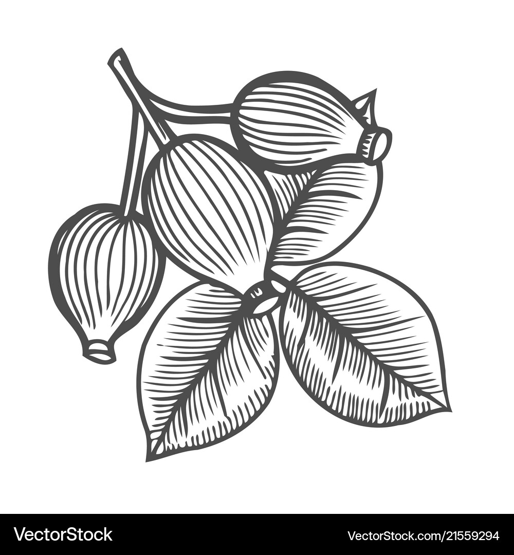 Briar rose engraved Royalty Free Vector Image - VectorStock
