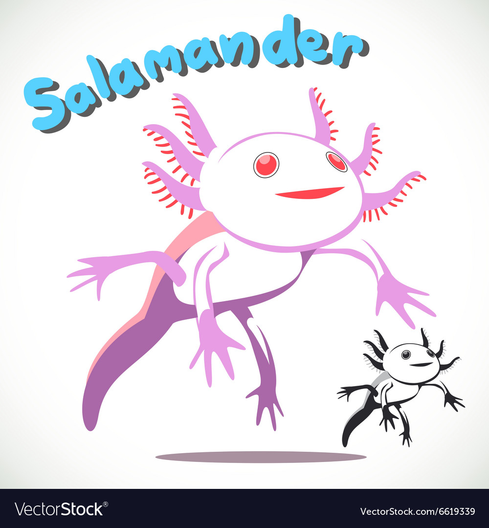 Salamander Royalty Free Vector Image - VectorStock