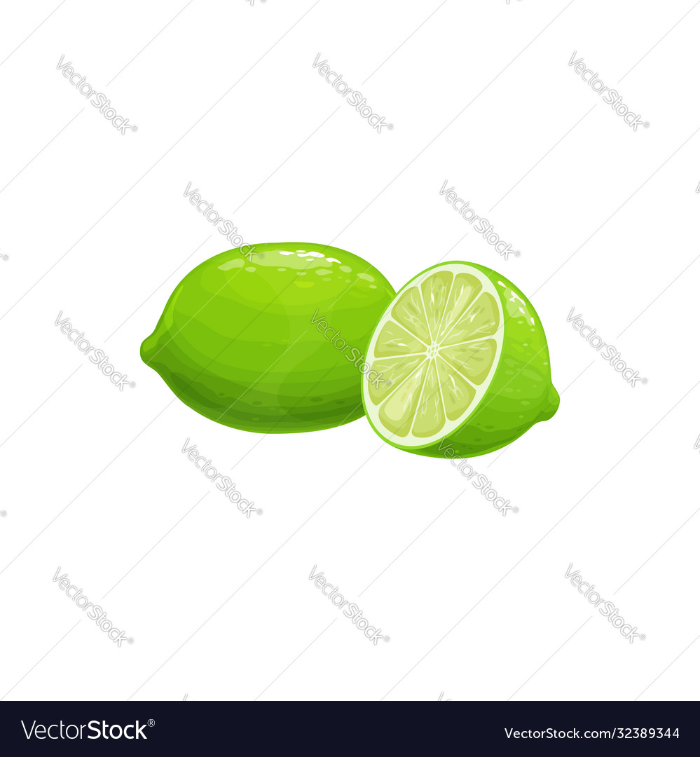 Lime fruit tropical exotic citrus fruits food Vector Image Lime fruit tropical exotic citrus fruits food Vector Image