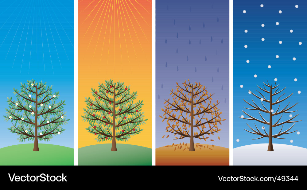 Seasons trees Royalty Free Vector Image - VectorStock