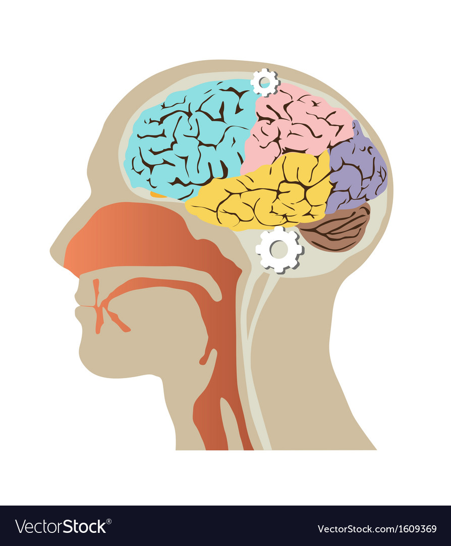 Brain Royalty Free Vector Image - VectorStock